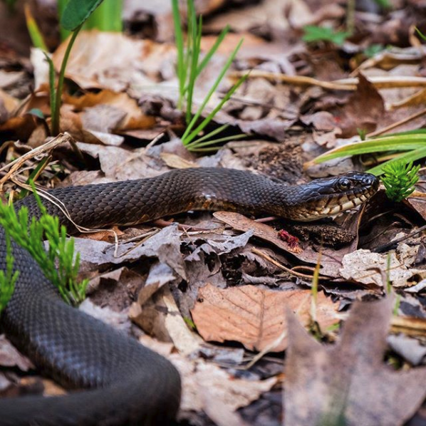 HLNA Rat Snake – Chippewa Watershed Conservancy